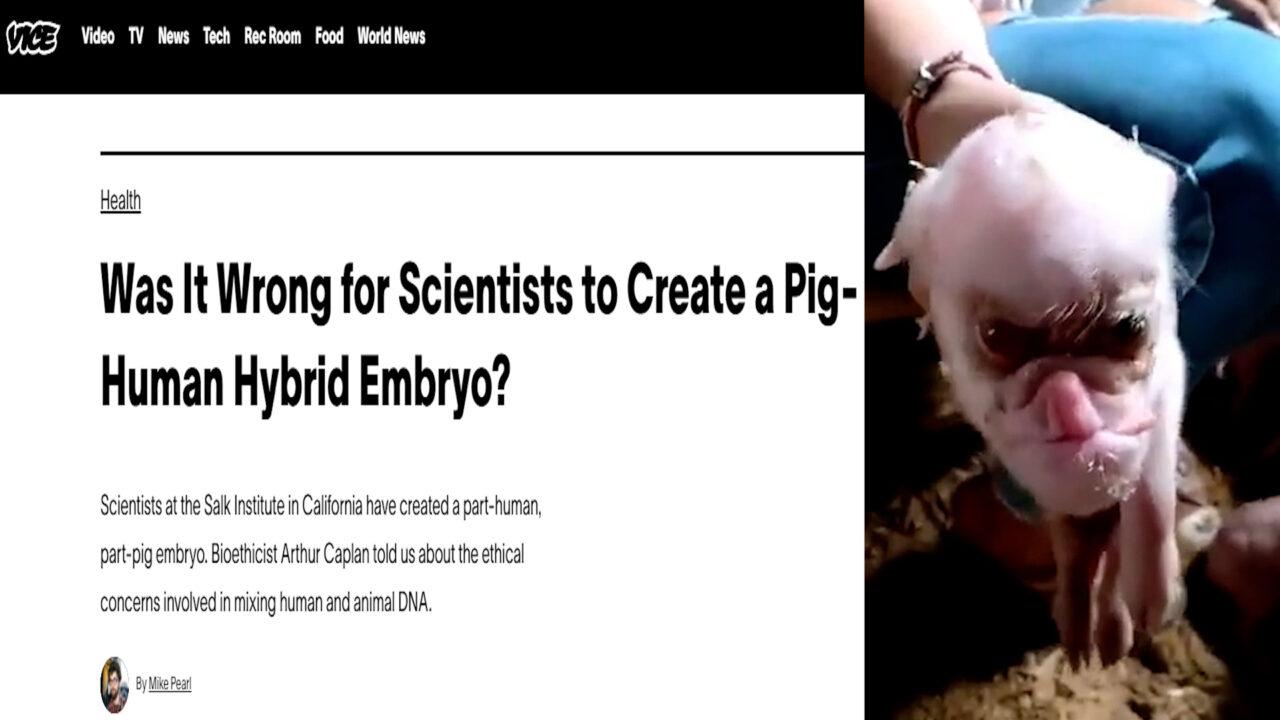 Is This the First Video of a Human-Pig Hybrid? - The Paraterrestrial ...